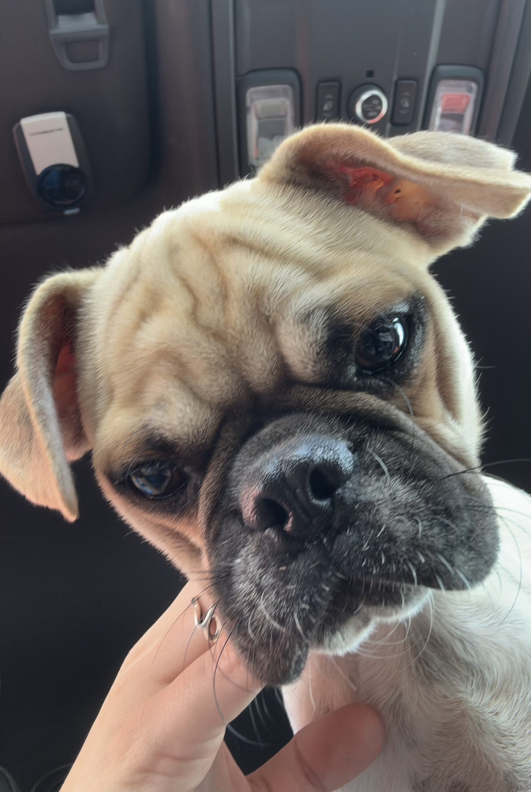 Franklin - CH Boxer Rescue