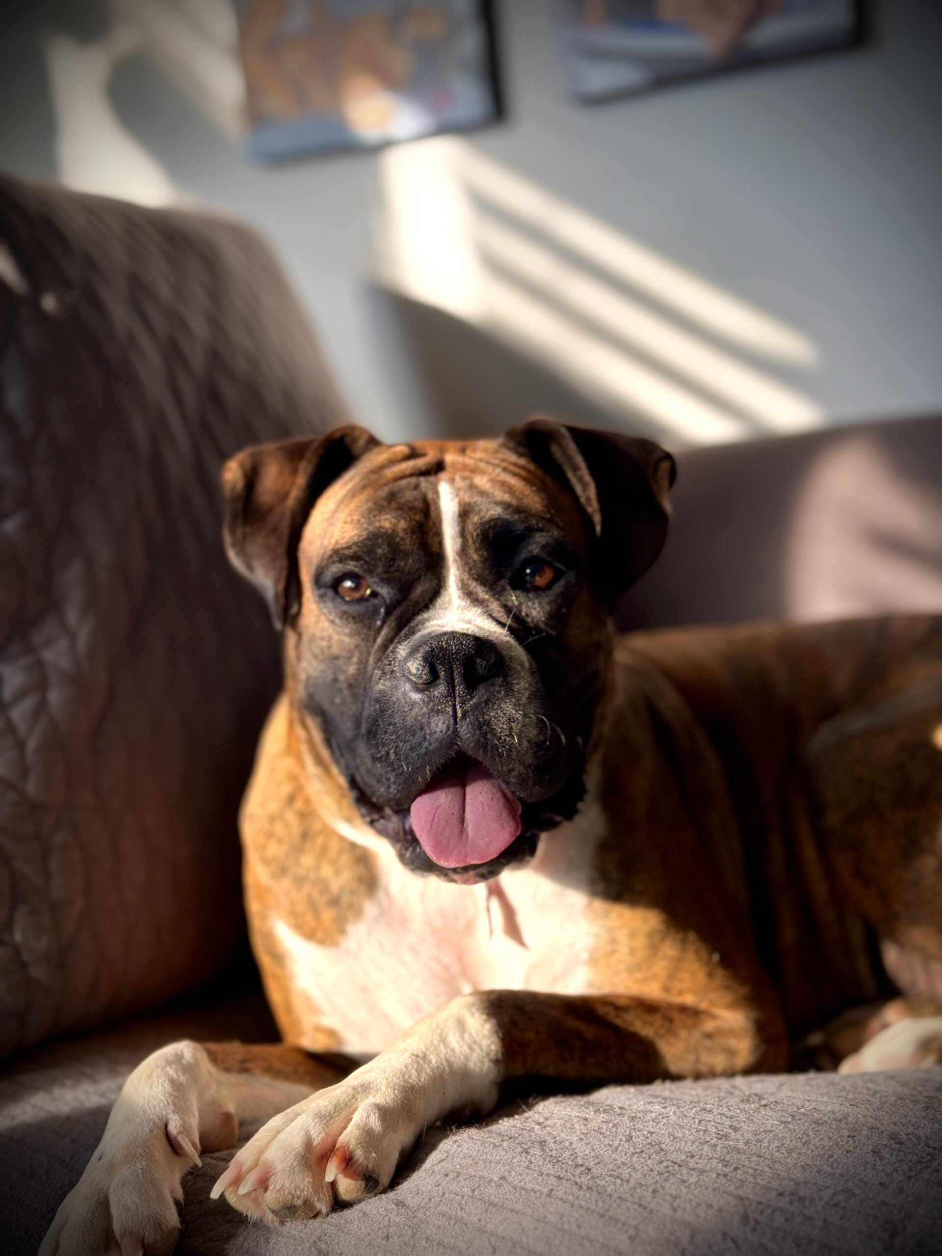 Trixie - CH Boxer Rescue