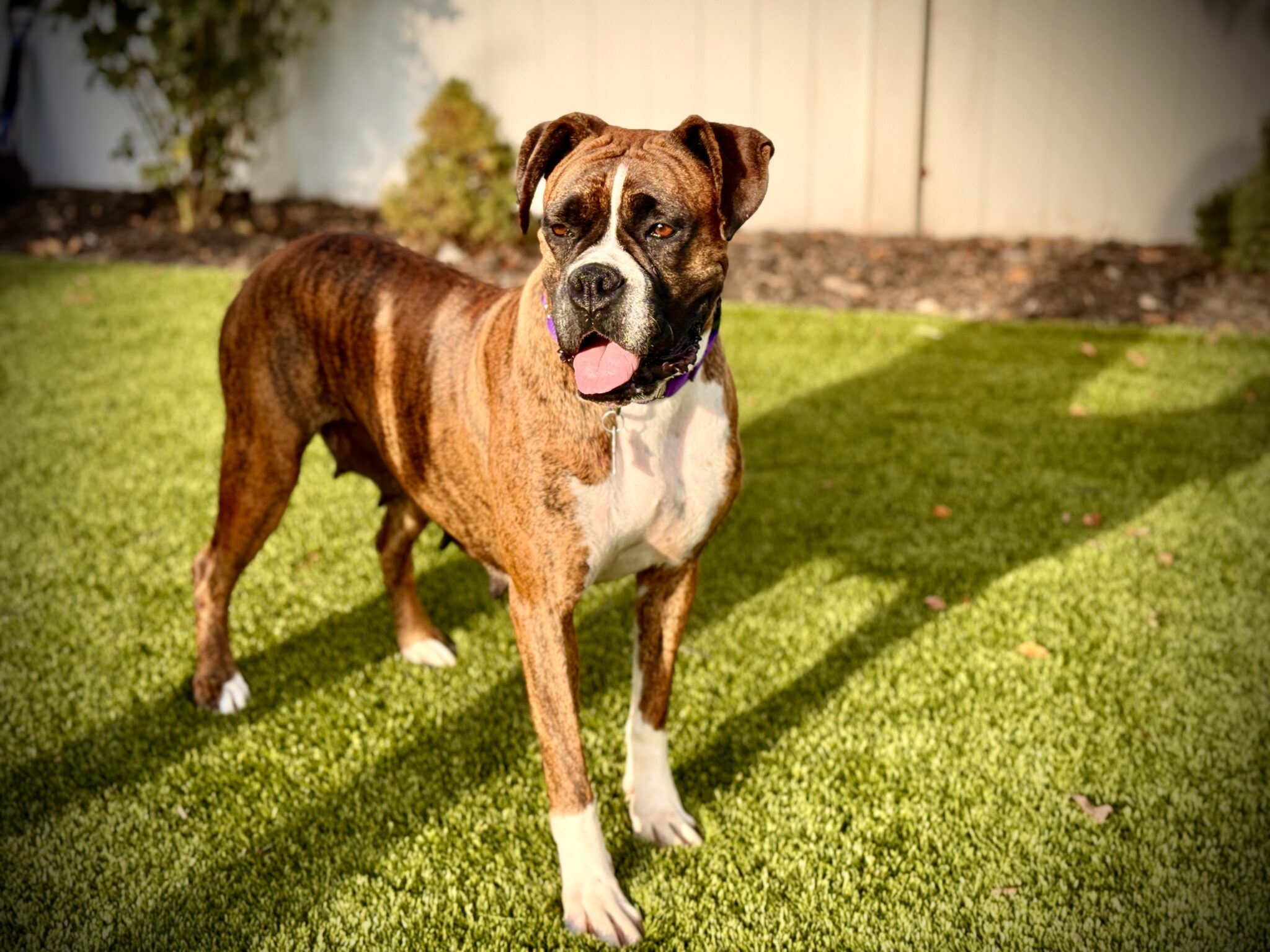 Trixie - CH Boxer Rescue