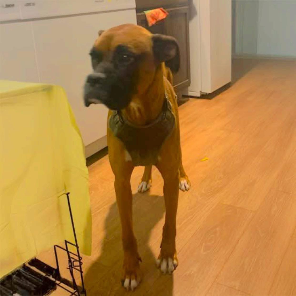 Coby - CH Boxer Rescue
