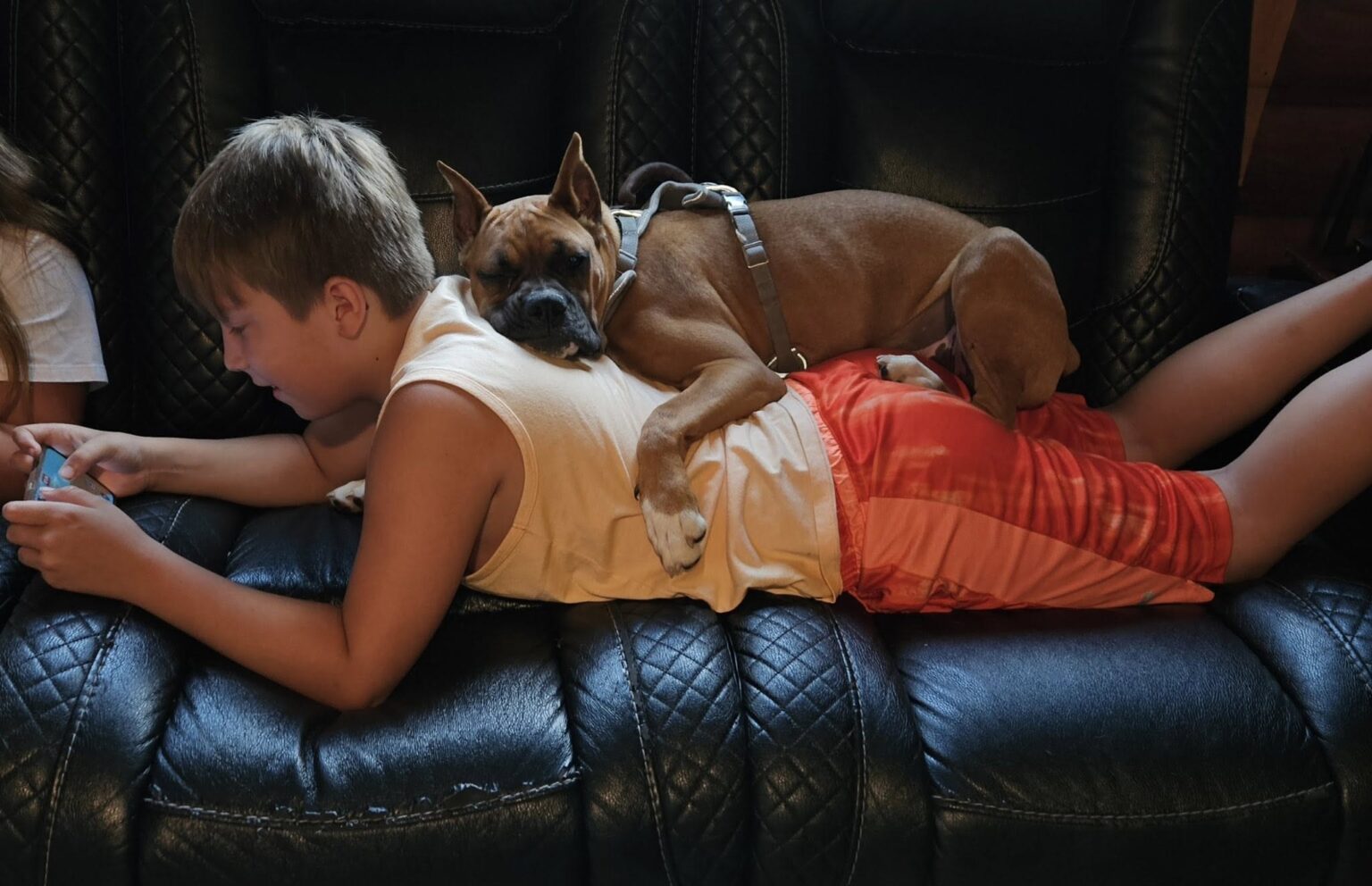 Coco - CH Boxer Rescue