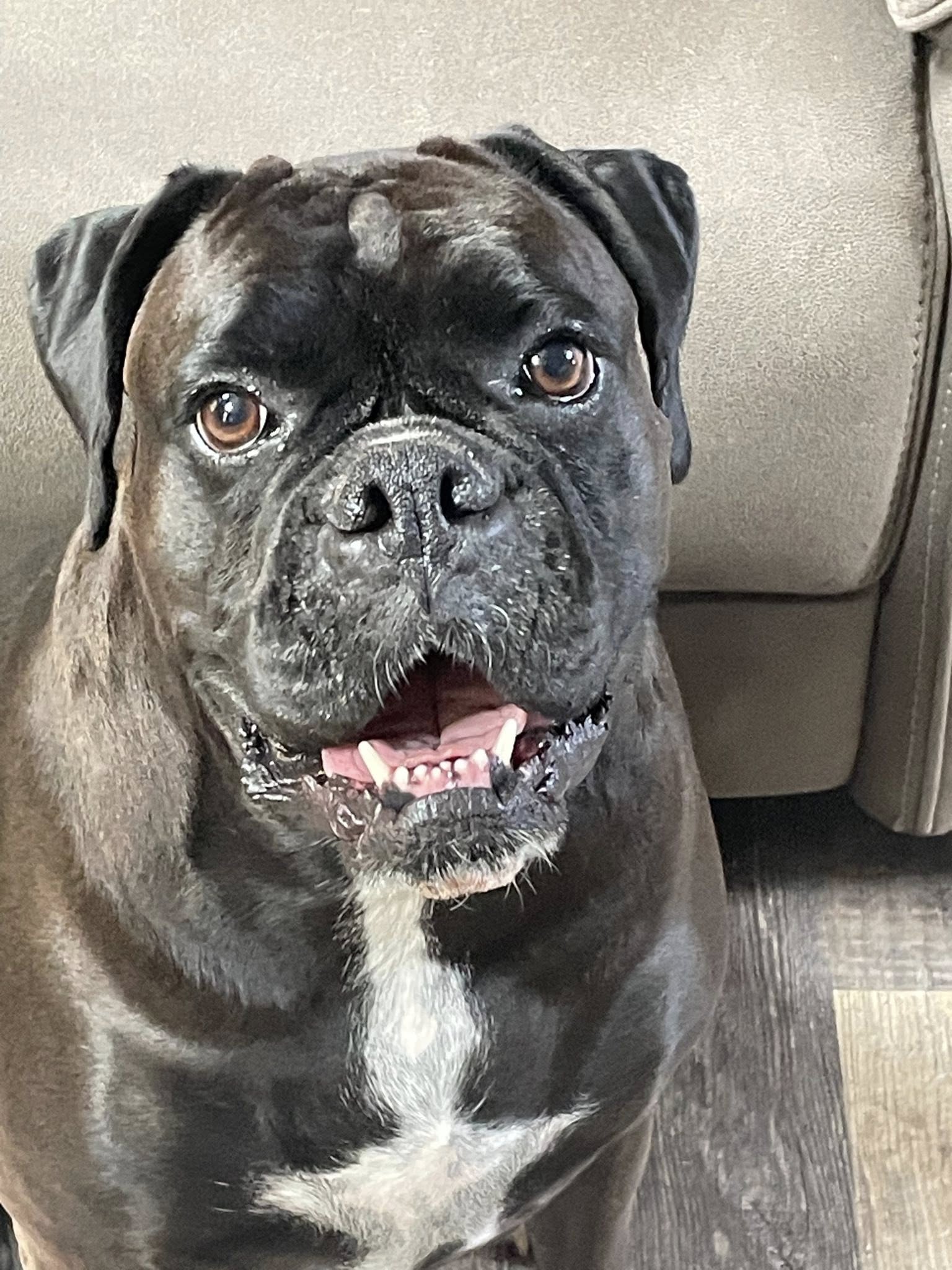 Zelda - CH Boxer Rescue