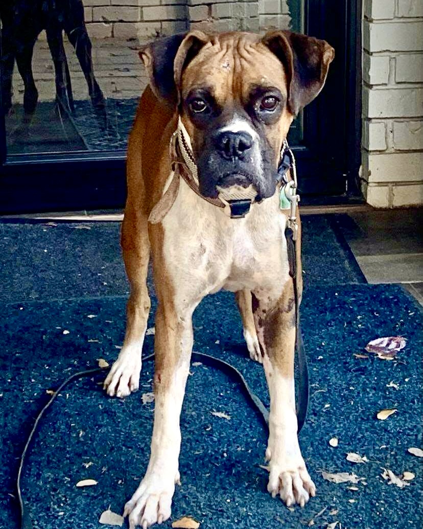 Chance - CH Boxer Rescue