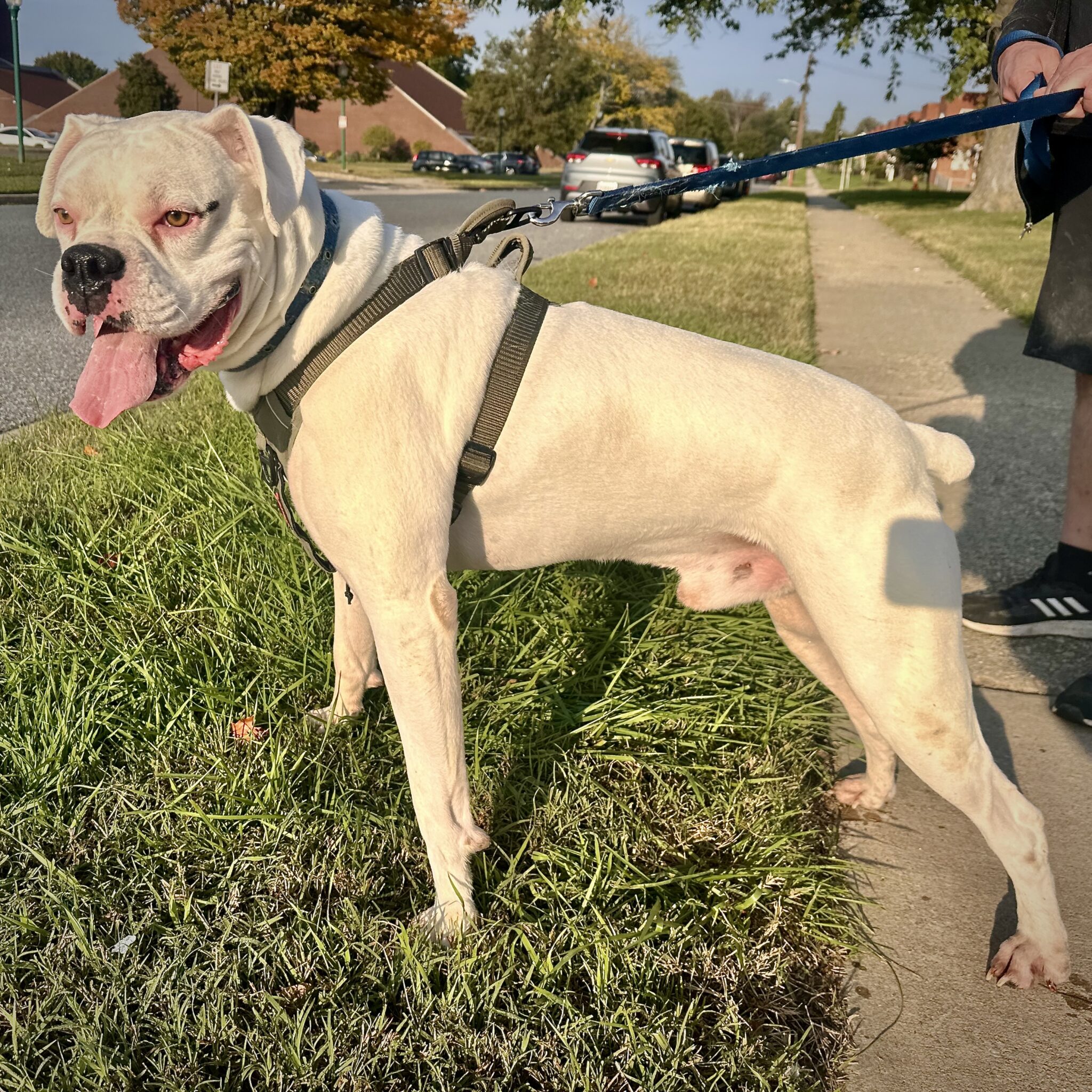 Bruiser - CH Boxer Rescue