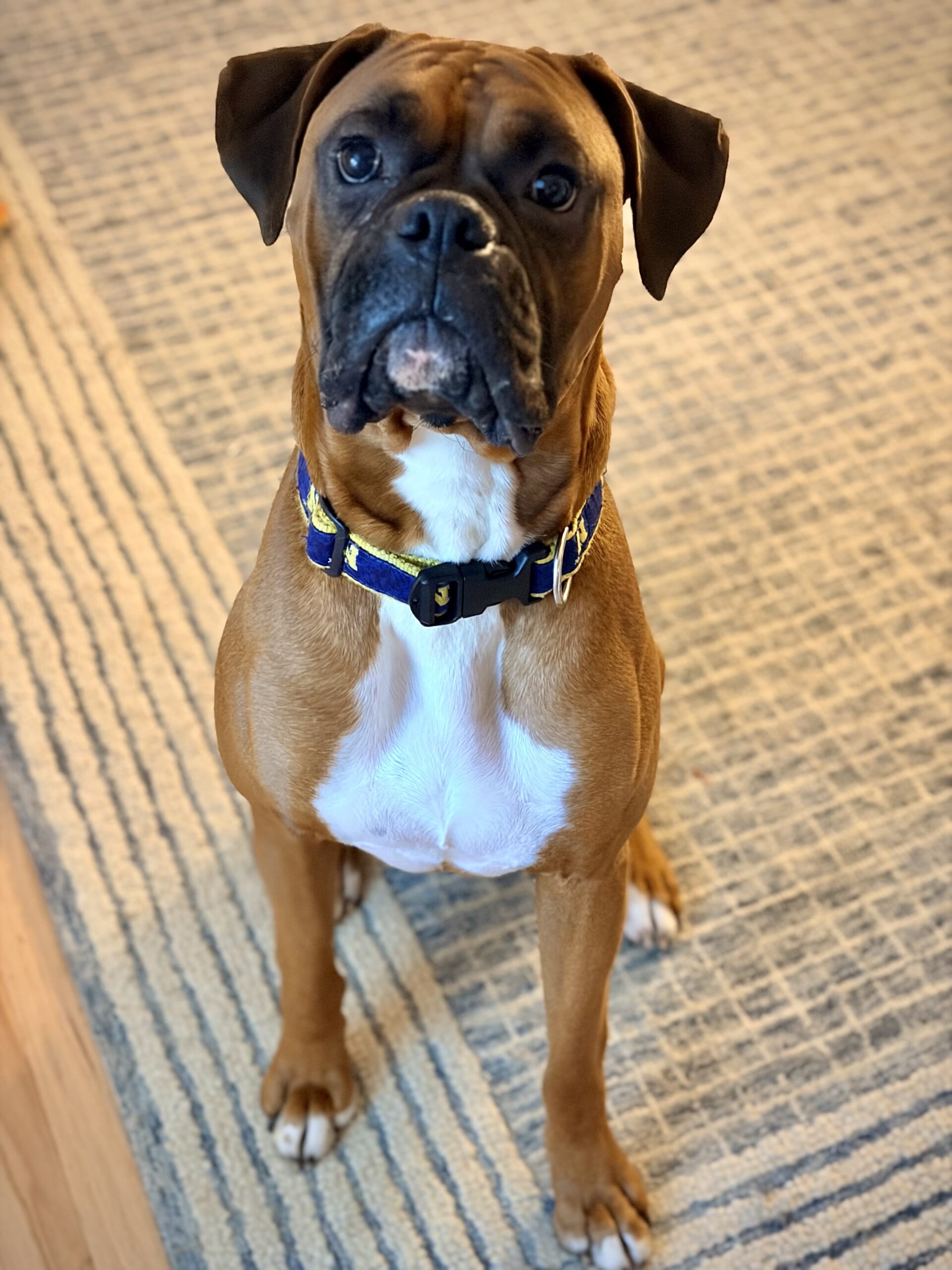Dodger - CH Boxer Rescue