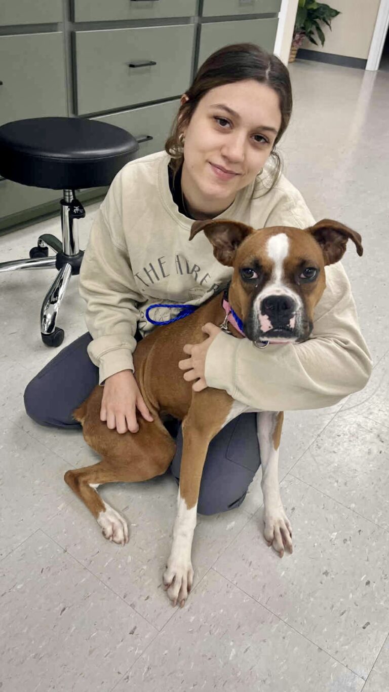 Celine - CH Boxer Rescue