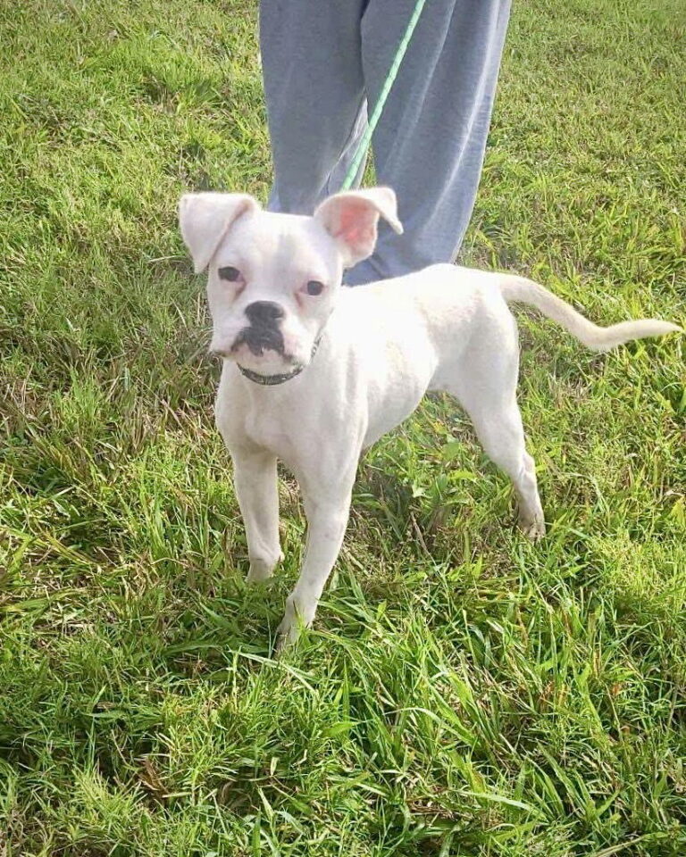 Elliott - CH Boxer Rescue