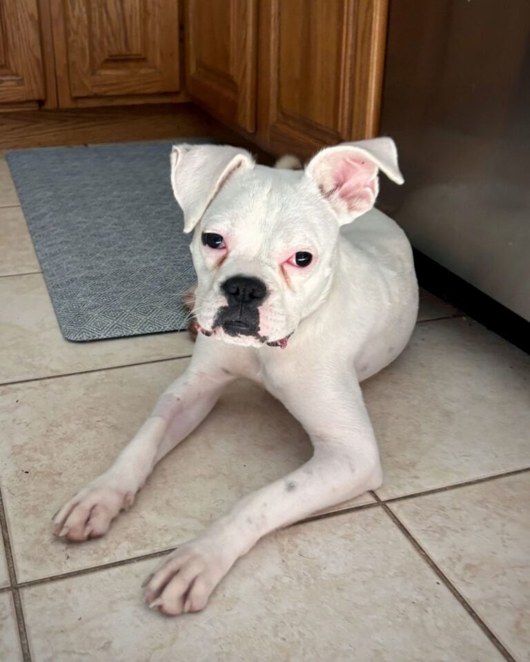 Elliott - CH Boxer Rescue