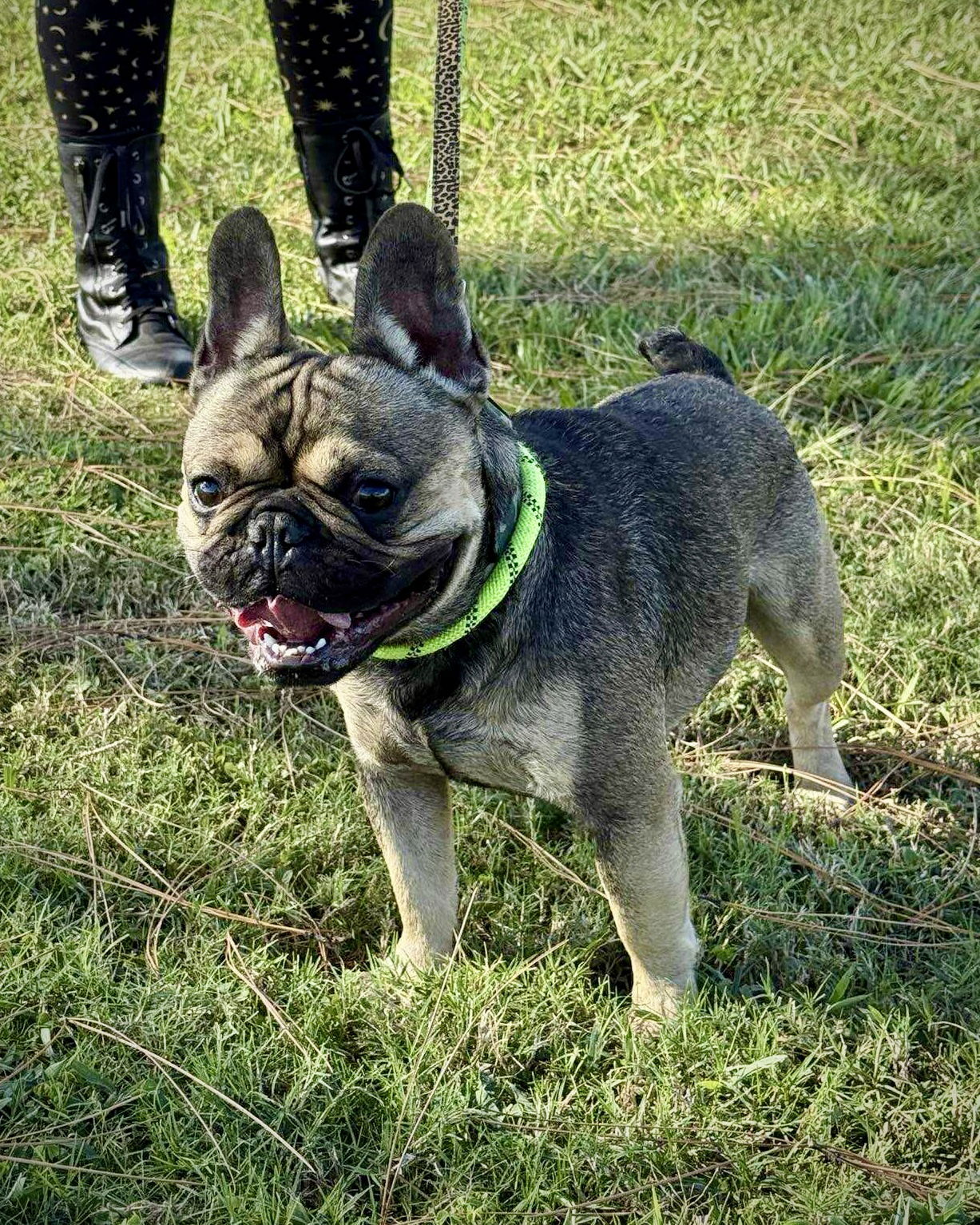 Emmett - CH Boxer Rescue