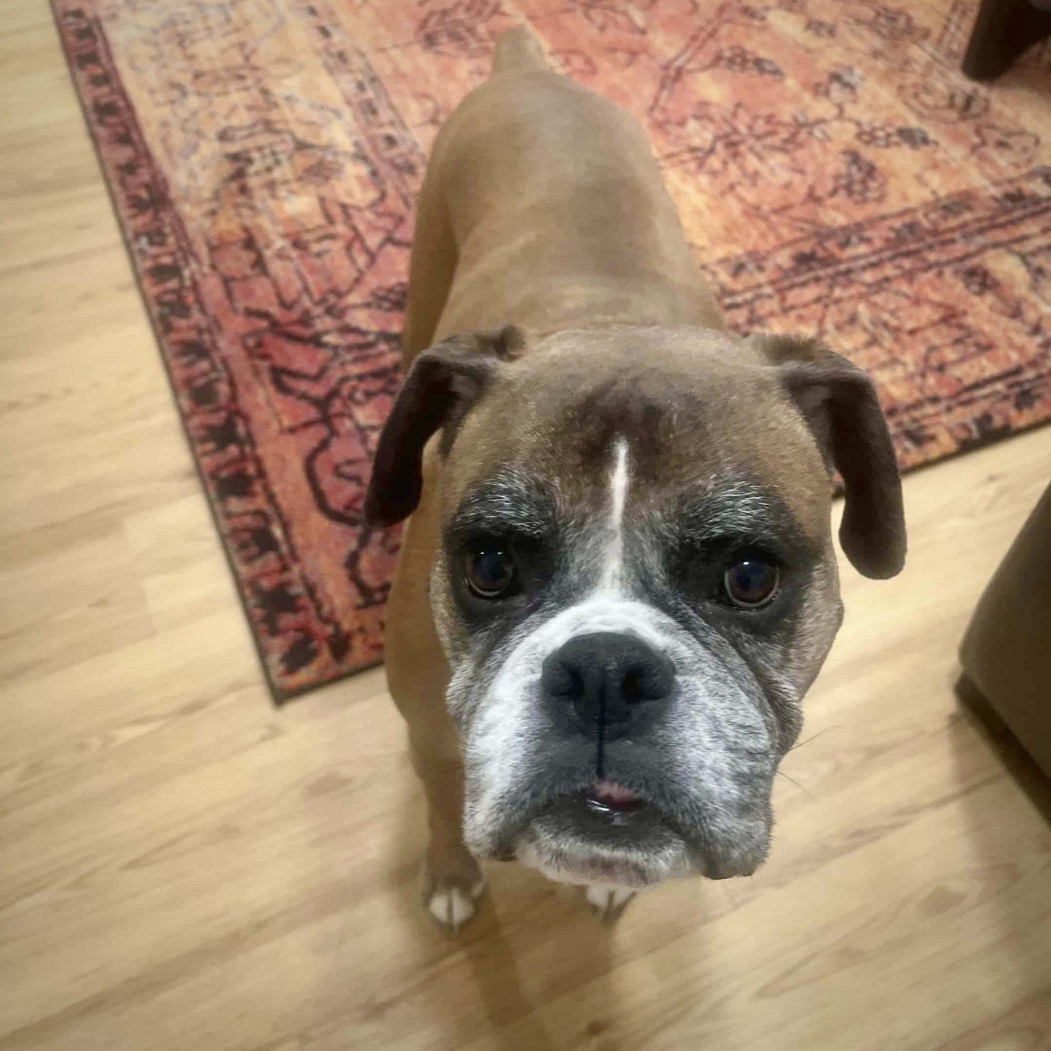 Charlie Boxer - CH Boxer Rescue
