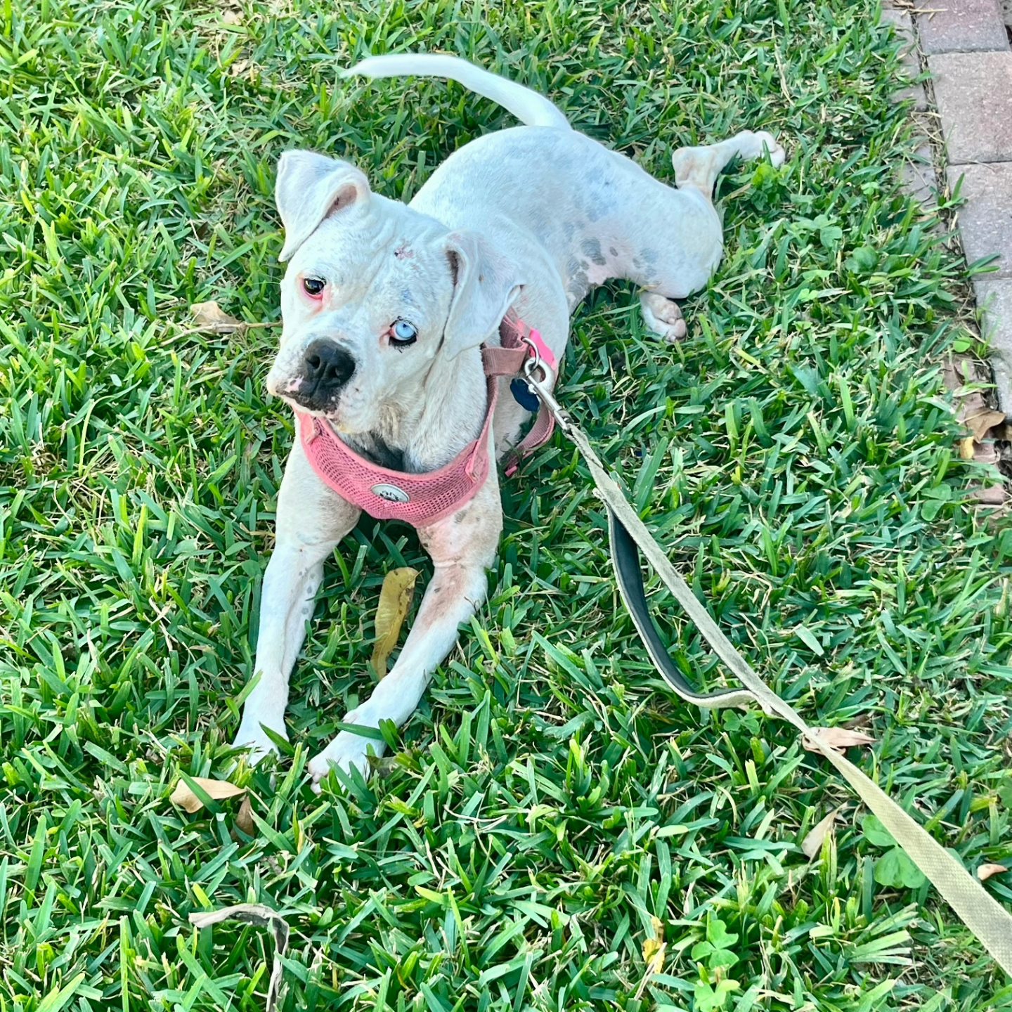 Victoria - CH Boxer Rescue