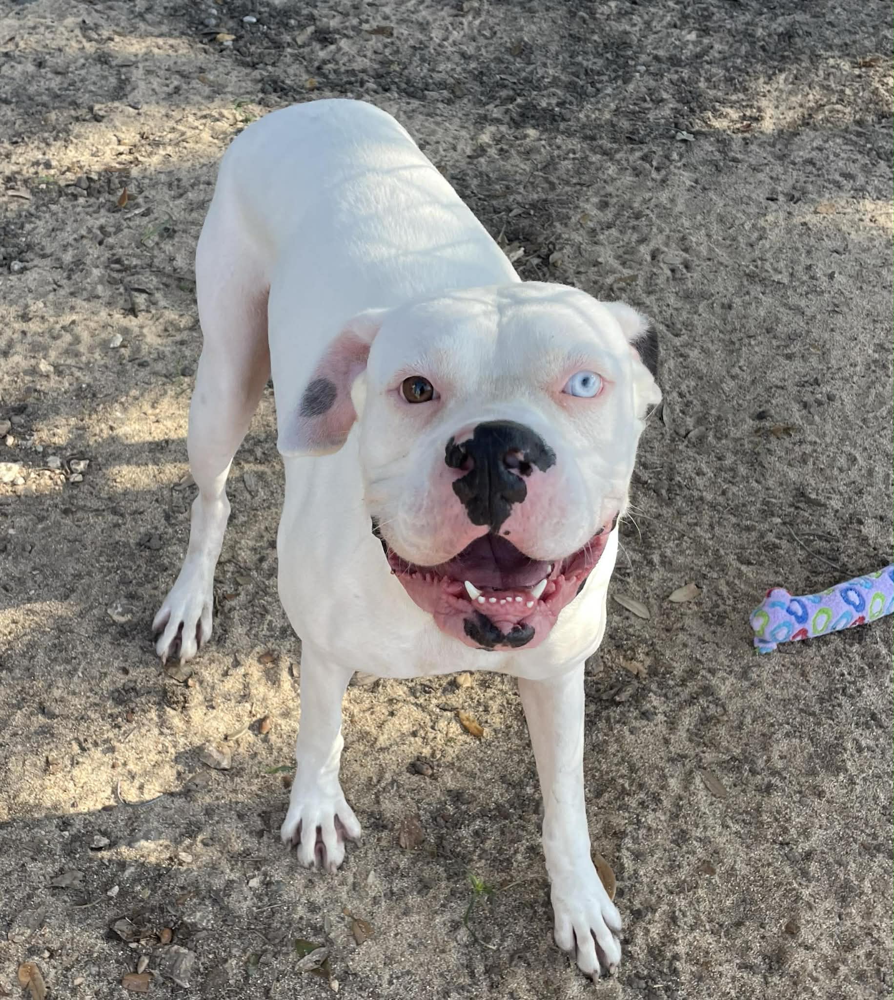 Apollo - CH Boxer Rescue