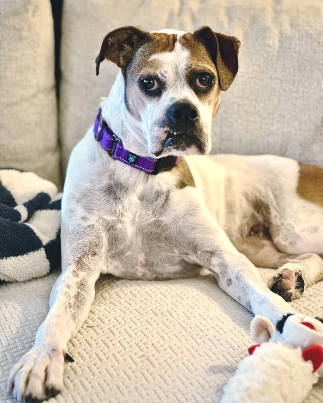 Honeycomb - CH Boxer Rescue