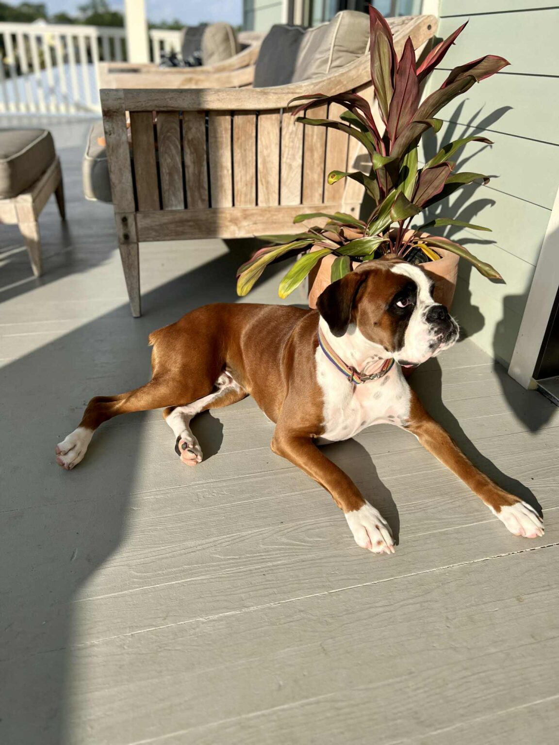 Moe - CH Boxer Rescue