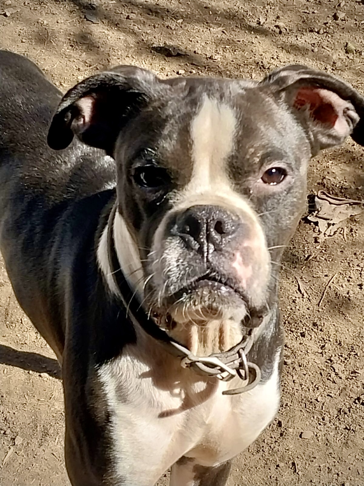 Tripp - CH Boxer Rescue