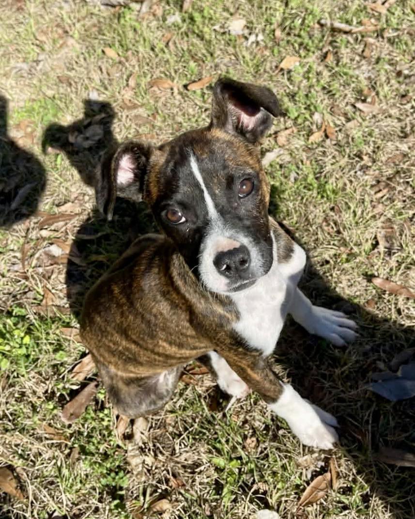 Lou & Lulu - CH Boxer Rescue
