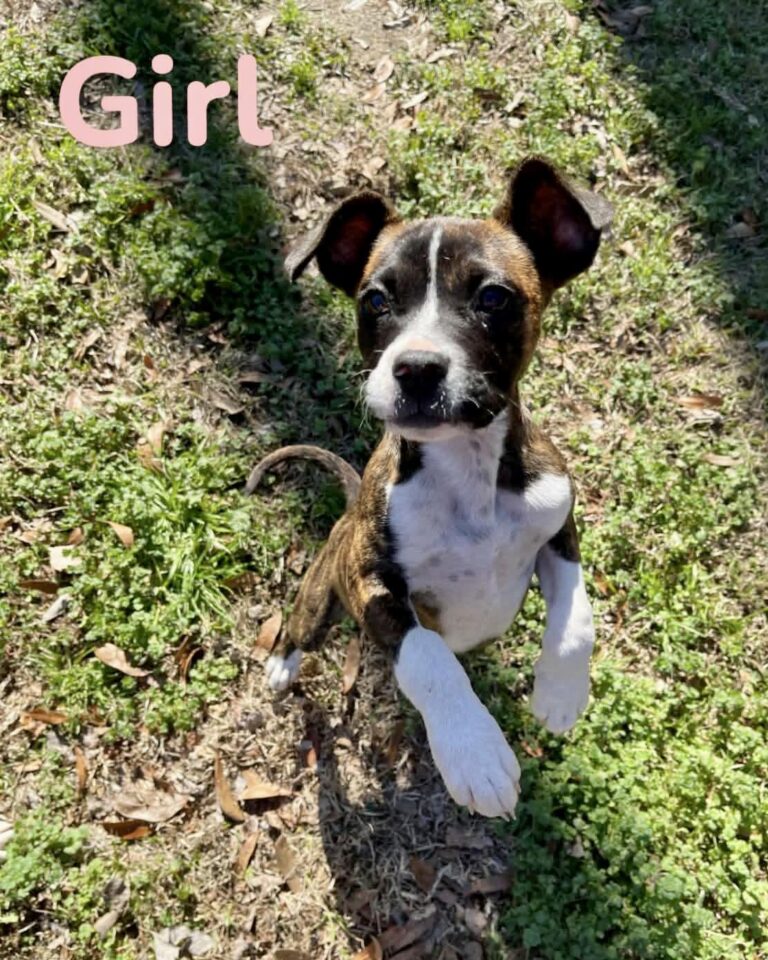 Lou & Lulu - CH Boxer Rescue