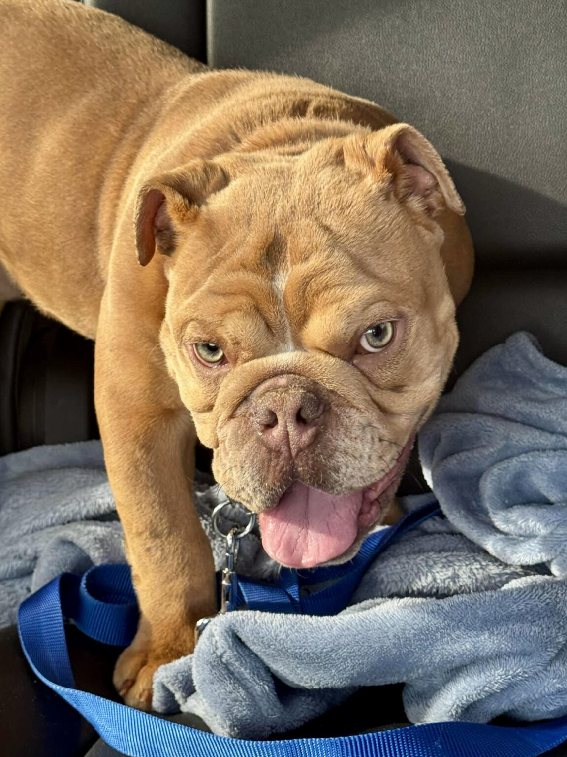 Nutter Butter - CH Boxer Rescue