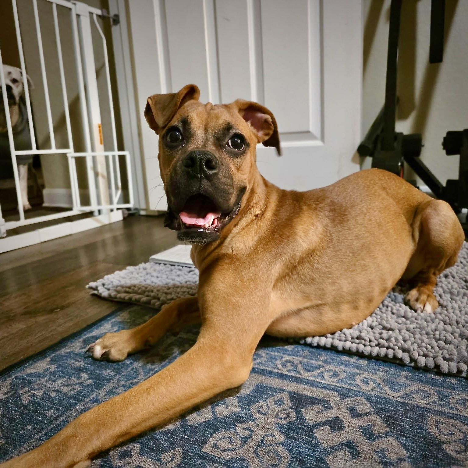 Chloe - CH Boxer Rescue