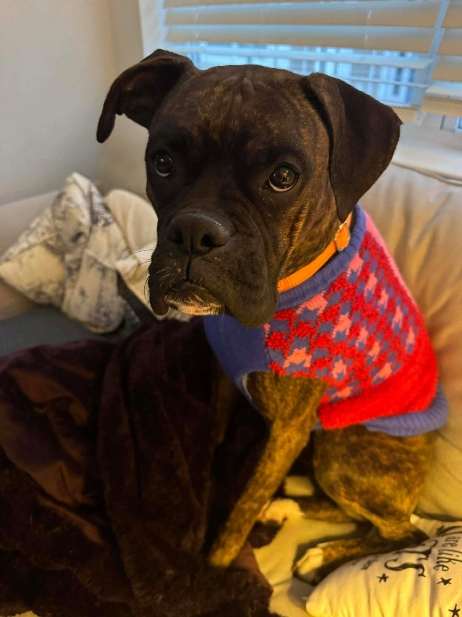 Little Girl - CH Boxer Rescue