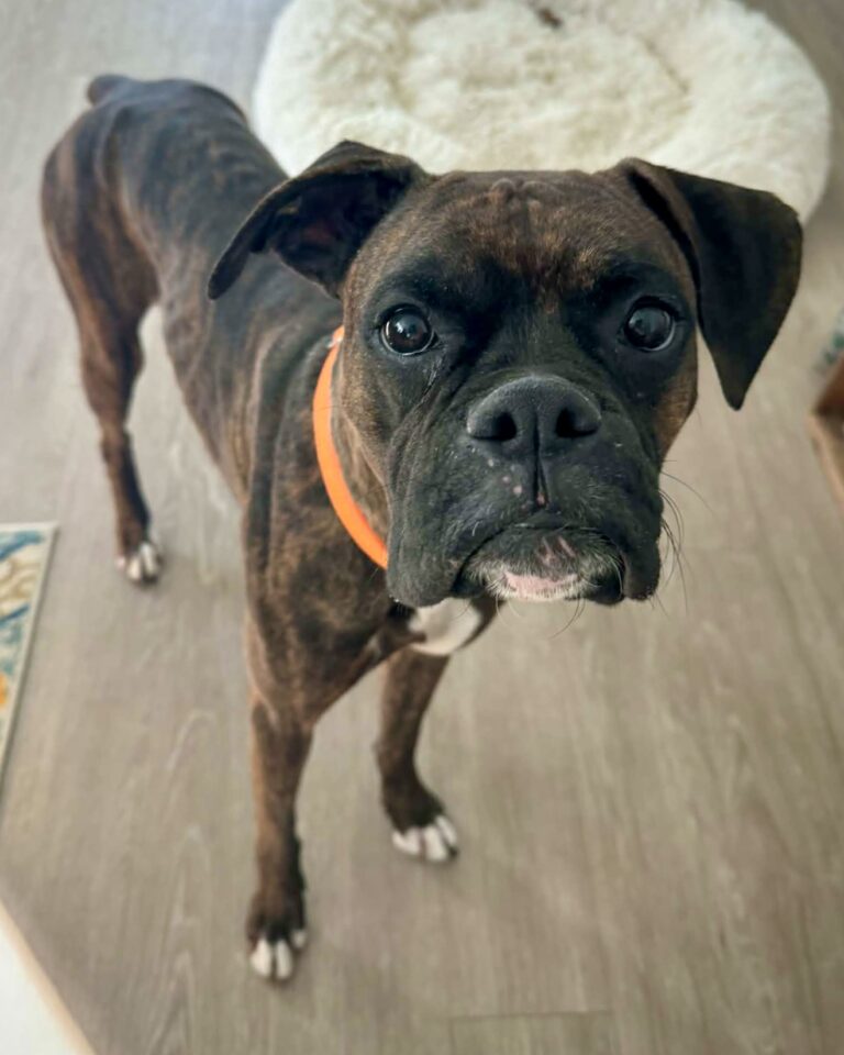Little Girl - CH Boxer Rescue