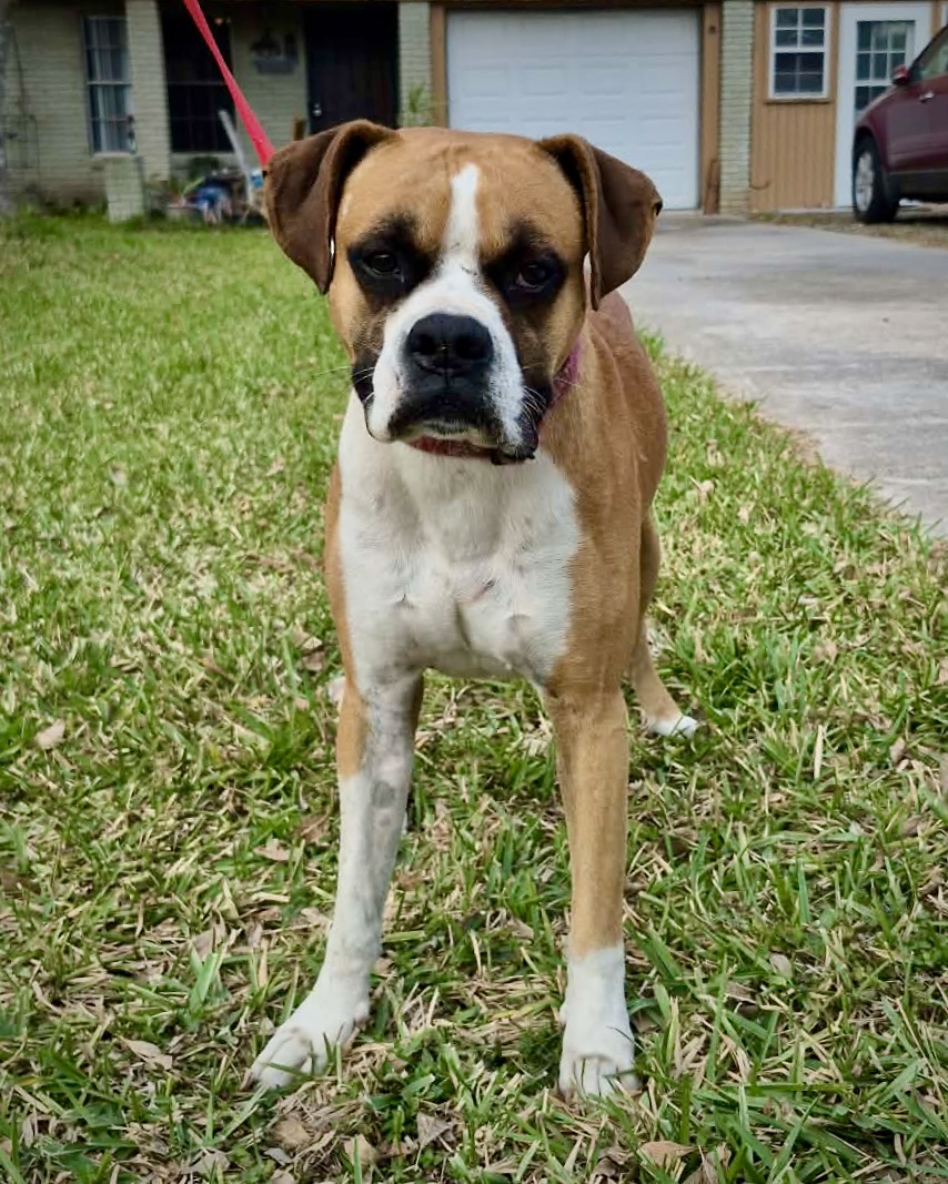 Ruger - CH Boxer Rescue